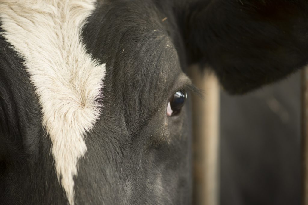 Genomic characterisation of the University of Nottingham dairy herd ...