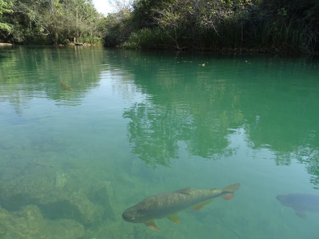 Collaborations with Embrapa to research Brazilian agricultural ...