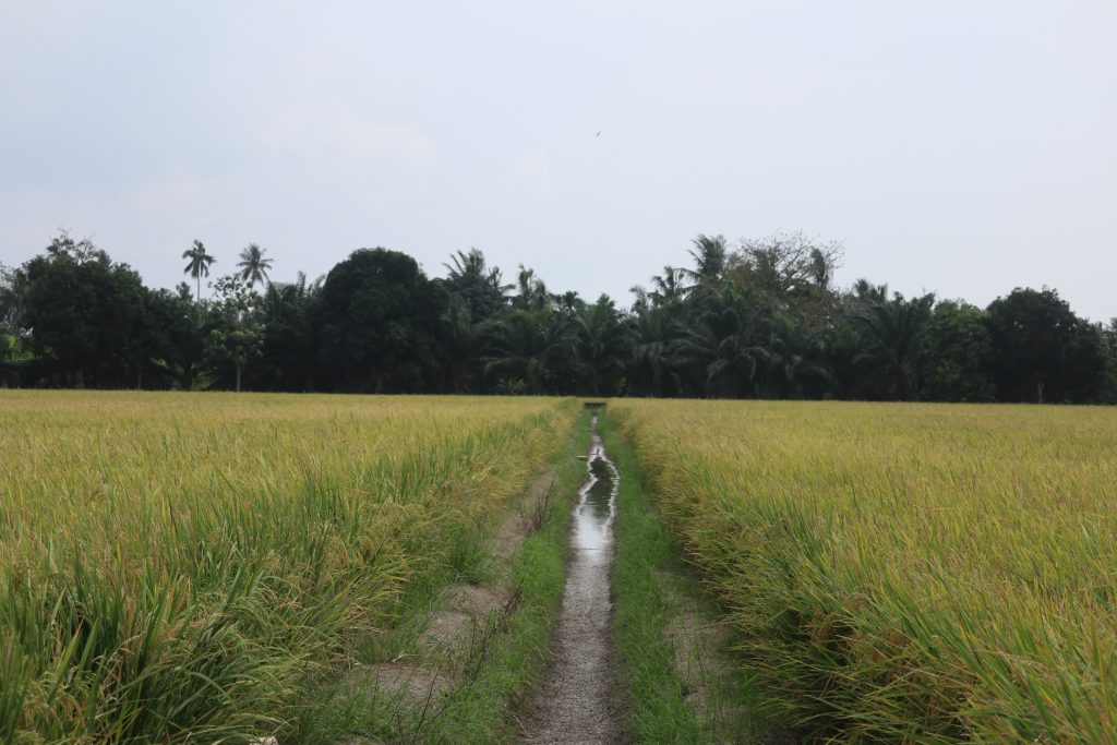 Identifying heat tolerant rice varieties to maintain future food ...