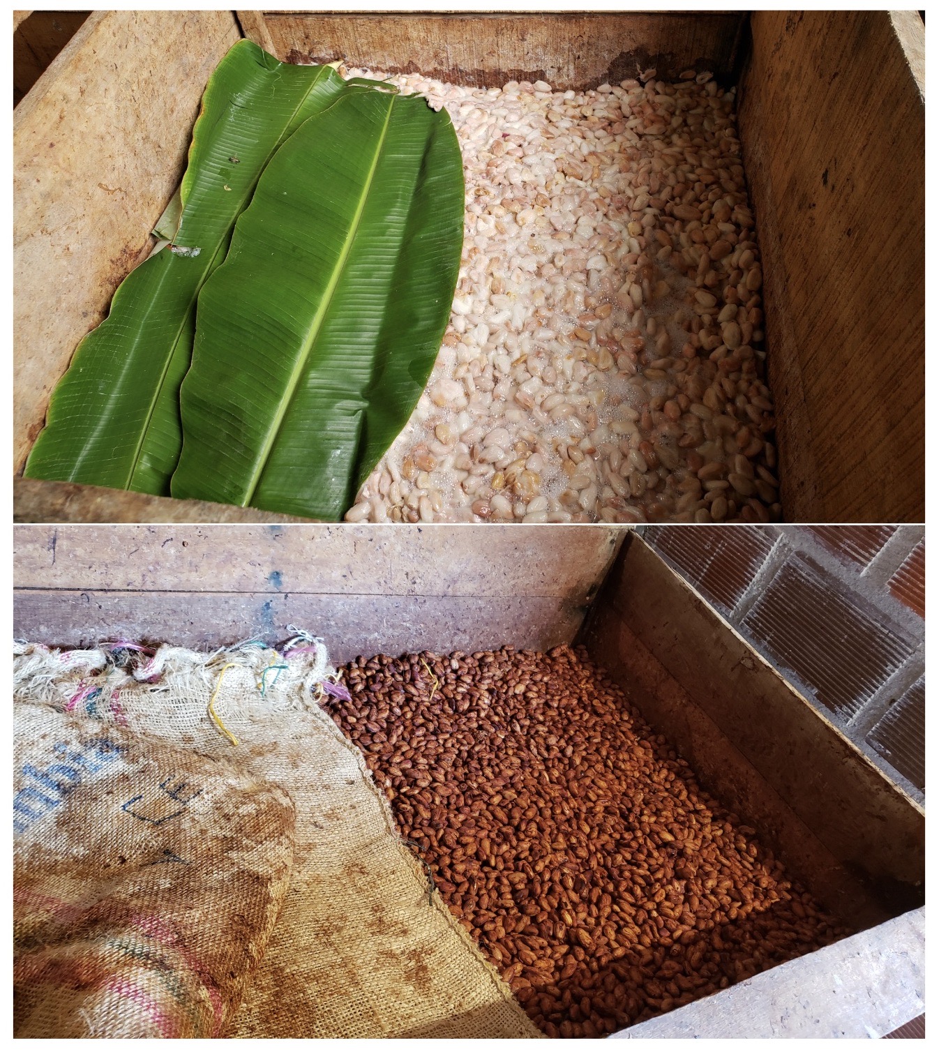 Cocoa fermentations and chocolate flavours - Food Systems Institute