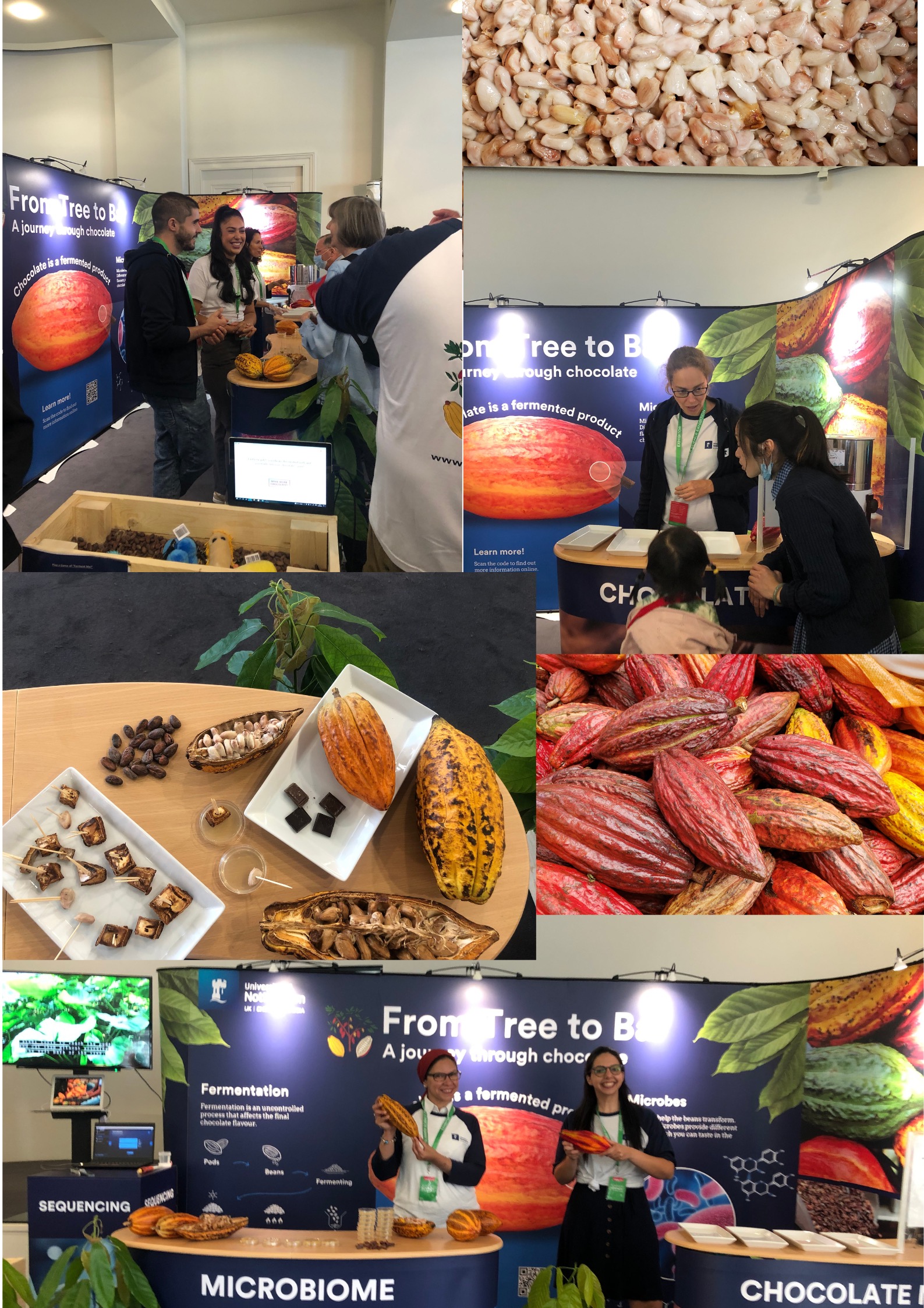 Cocoa fermentations and chocolate flavours - Food Systems Institute