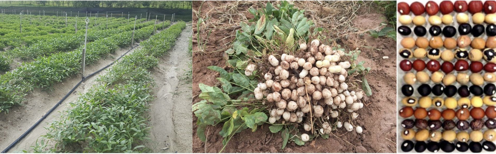 Underutilized crops and their future potentials - Food Systems Institute