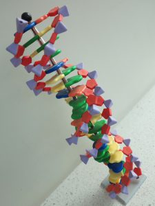 The vertical rod in the center of the DNA molecule - Making Science Public