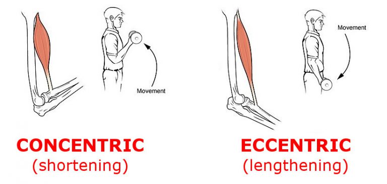 Neural adaptations to acute muscle damage in younger and older adults ...